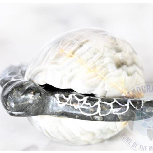 Small Marble Hatchling Turtle – Lady Gryphon