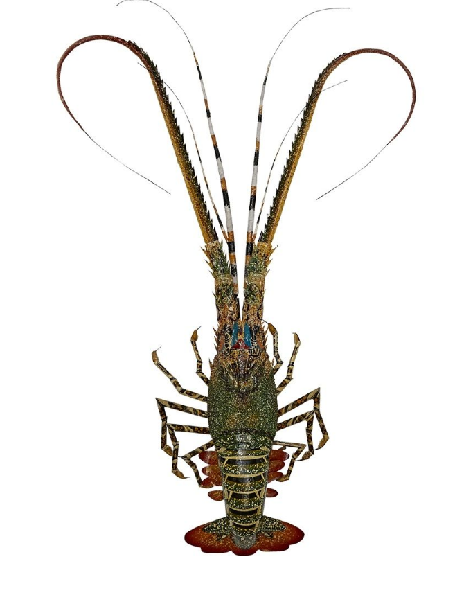 Bamboo Painted Lobster--3D – Lady Gryphon