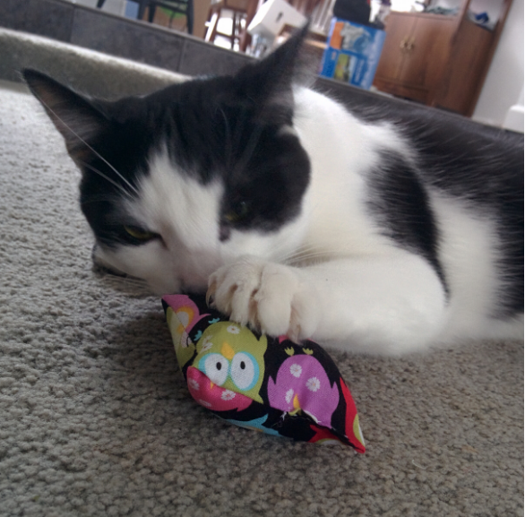 Cat Nip Pillow – Lady Gryphon